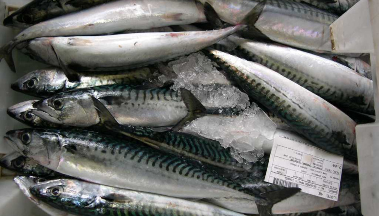 La temporada de caballa en Mar del Plata arranca con capturas moderadas y buenas expectativas ...